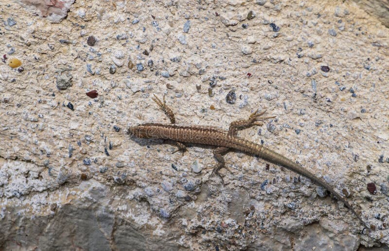 Stone Texture. Rock Surface with Lizards on it Stock Image - Image of ...