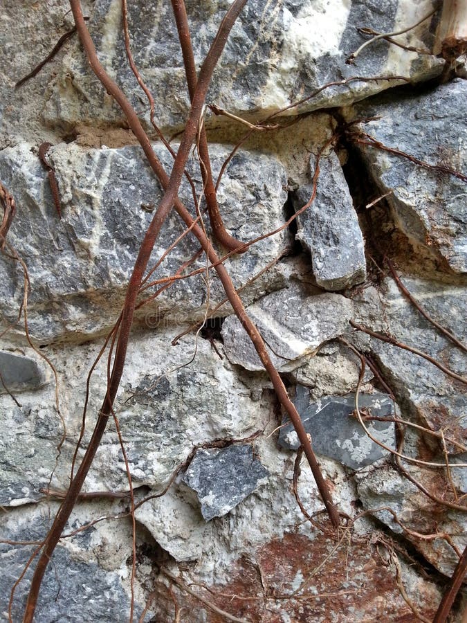 Stone texture and roots stock image. Image of texture - 45032323