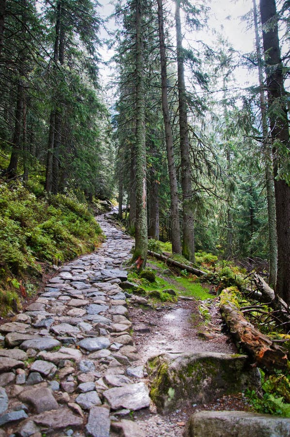 Stone trail stock photo. Image of lush, perspective, dirt - 33077874
