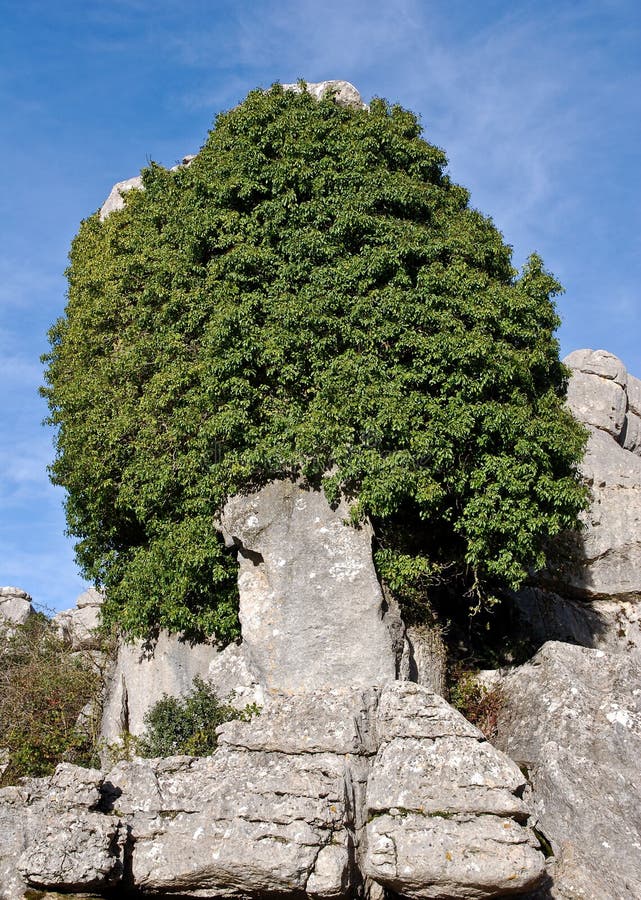 Stone Tree stock image. Image of torcal, slab, geologic - 12573971