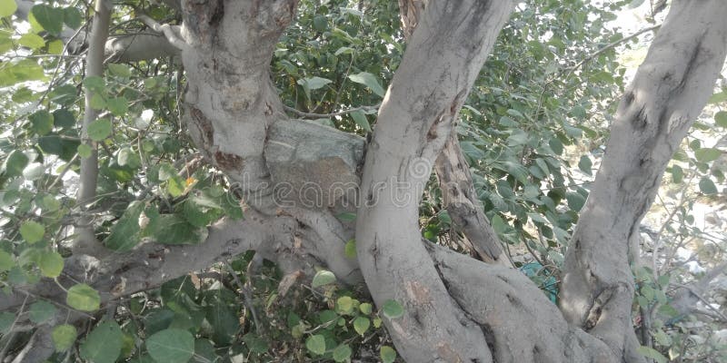Stone in the tree stock image. Image of green, garden - 222150531