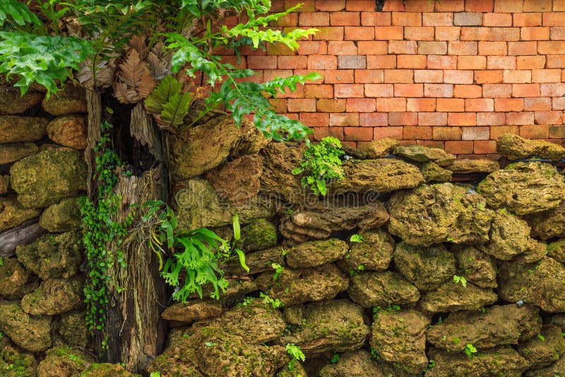 Stone, tree and brick wall stock photo. Image of natural - 76889502