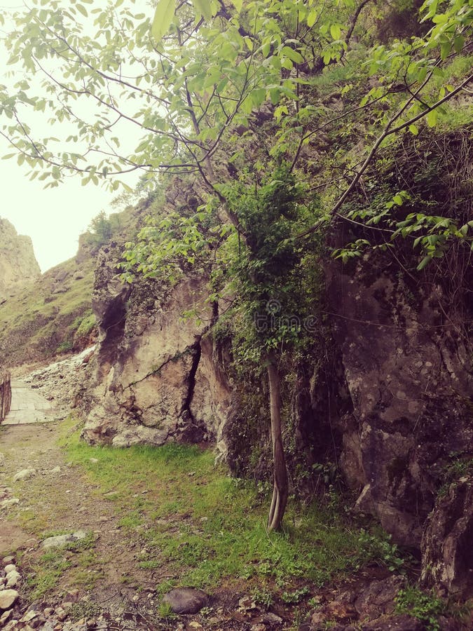 Stone and tree stock image. Image of combination, mountain - 147920013