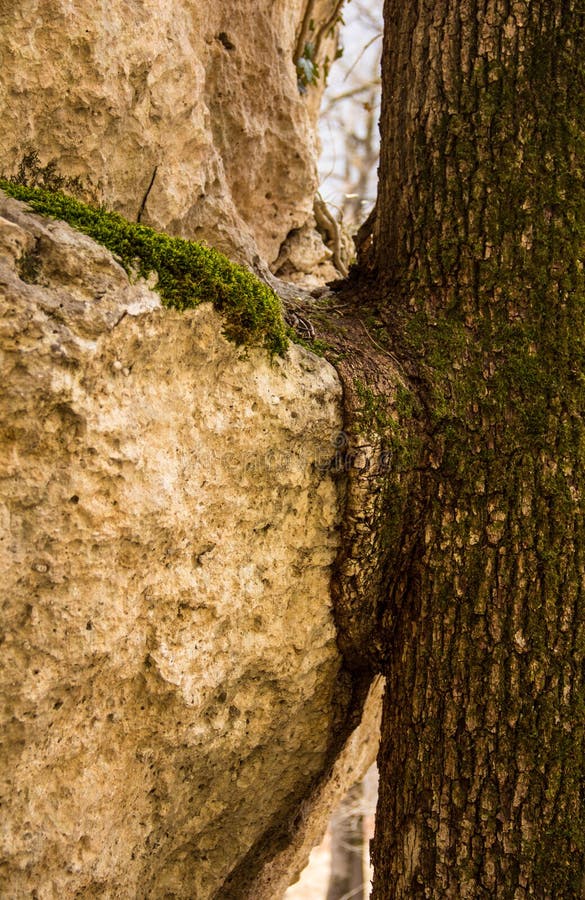 Stone and tree stock image. Image of bark, tree, background - 49600269