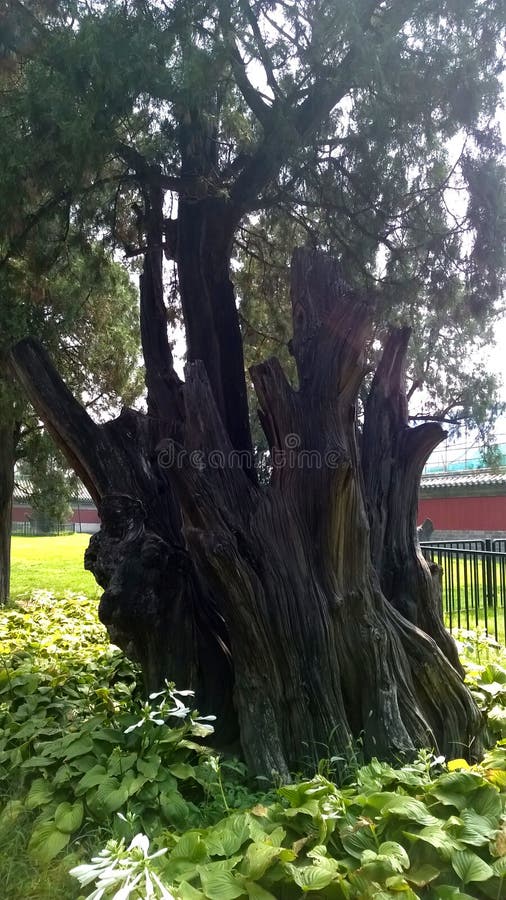 Stone Trees stock image. Image of tree, stone, rock, petrified - 52173009