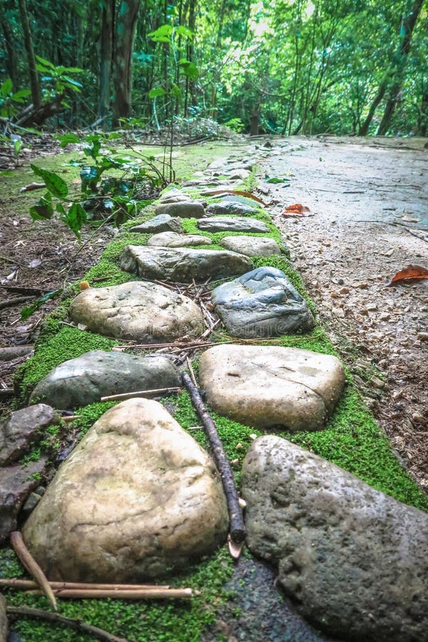 Stone Walk Way in the Forest Stock Photo - Image of lush, stone: 96853878