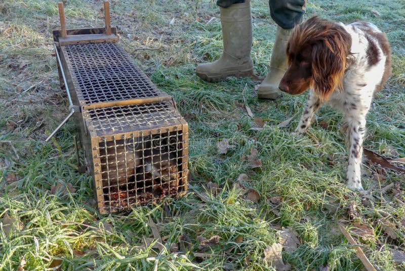 A stone-walker in the trap stock image. Image of trapping - 112872799