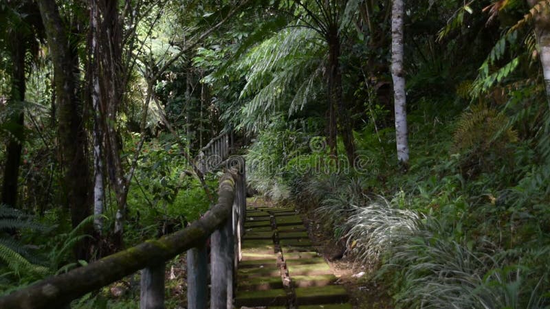 Stone Walking Path in the Dense Jungle. a Tropical Forest Stock Footage ...