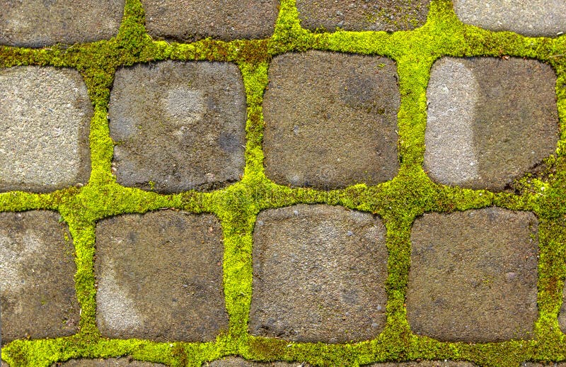 Stone Walkway With Green Moss Background. Green Moss Grows Between ...