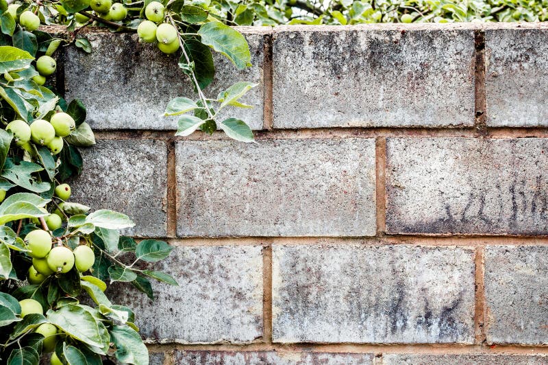 Stone Wall and Apple Branch Stock Photo - Image of cement, harvest ...
