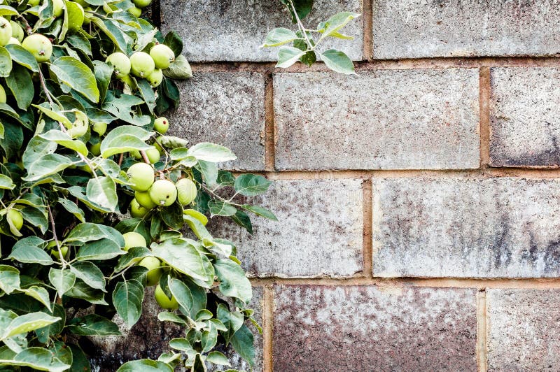 Stone Wall and Apple Branch Stock Photo - Image of copy, fall: 152739350
