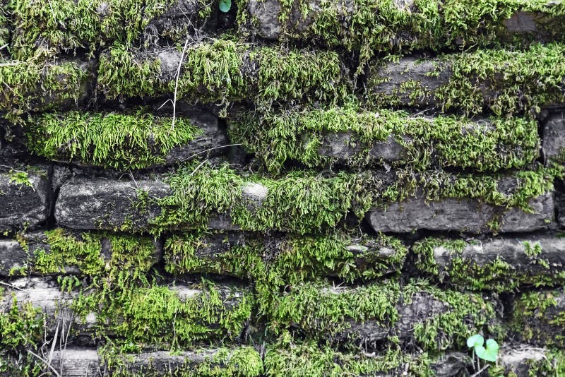 Stone Wall Covered with Moss Stock Image - Image of stone, lichens ...