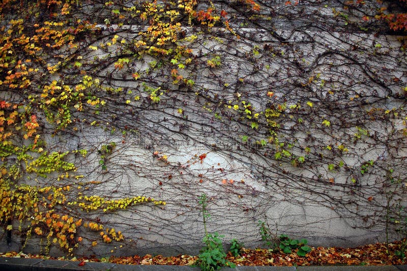 Stone Wall Covered with Vine Texture Stock Photo - Image of material ...