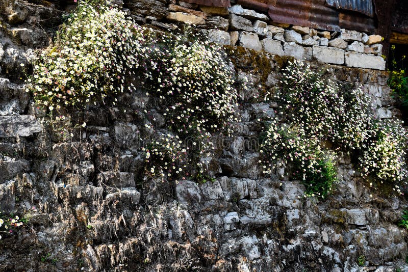Stone Wall Covered with Wild Flowers of Different Color Stock Image ...