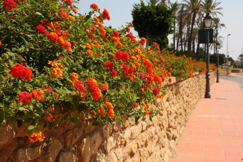 Stone Wall, Flower in the Street Stock Photo - Image of grass, blue ...