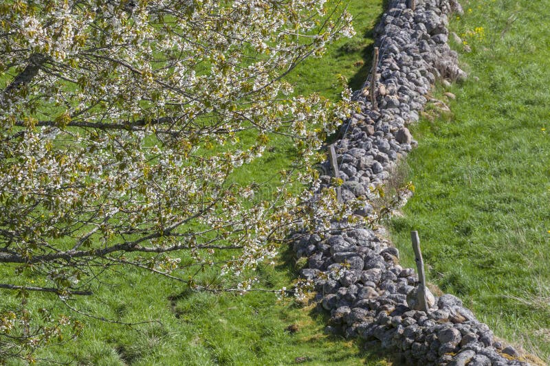 Flowering cherry trees stock photo. Image of meadow, grassland - 30258034