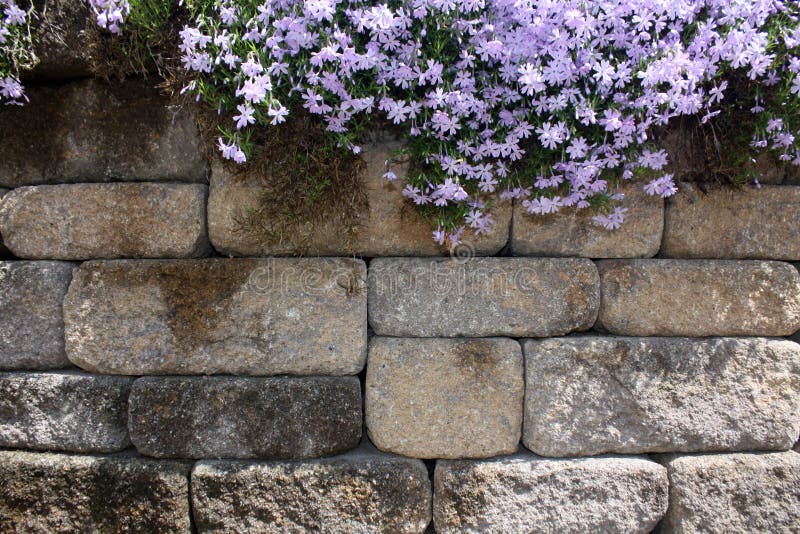 Stone wall with flowers stock image. Image of stone, thick - 53307601