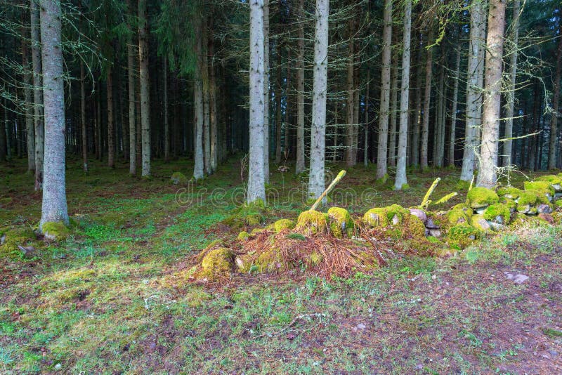 Stone wall in a forest stock image. Image of conifers - 72781711