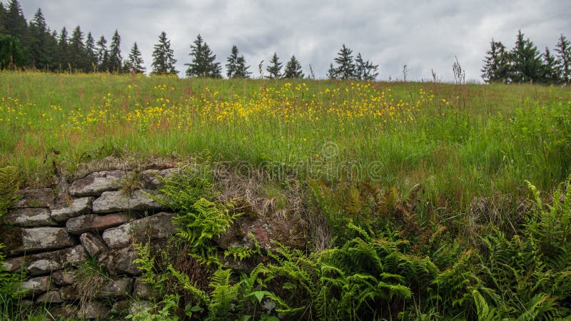 Stone Wall in Front of Forest Stock Photo - Image of background, hill ...