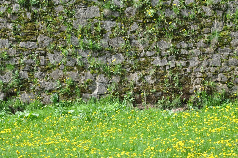 Stone wall and green grass stock photo. Image of grass - 30883358