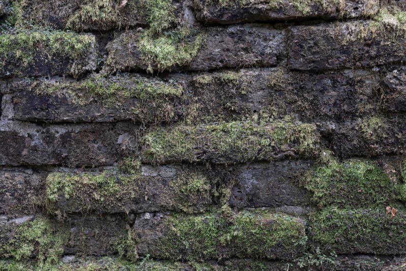 Green Moss on Concrete Block Wall in Rainy Day Stock Photo - Image of ...