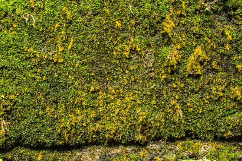 Stone Wall with Greenery. Texture Stock Image - Image of fence, block ...