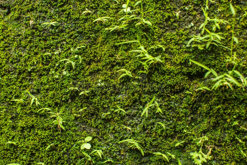 Stone Wall with Greenery. Texture Stock Image - Image of moss, ancient ...