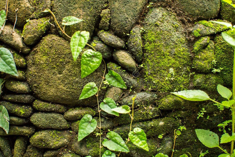Stone Wall with Greenery. Texture Stock Photo - Image of concrete ...