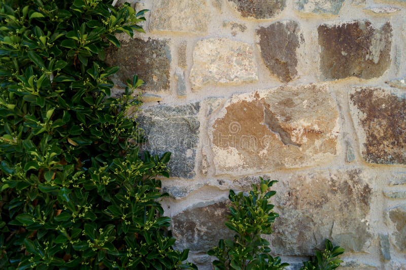 Stone Wall with Greenery. Texture of Nature. Background for Text ...