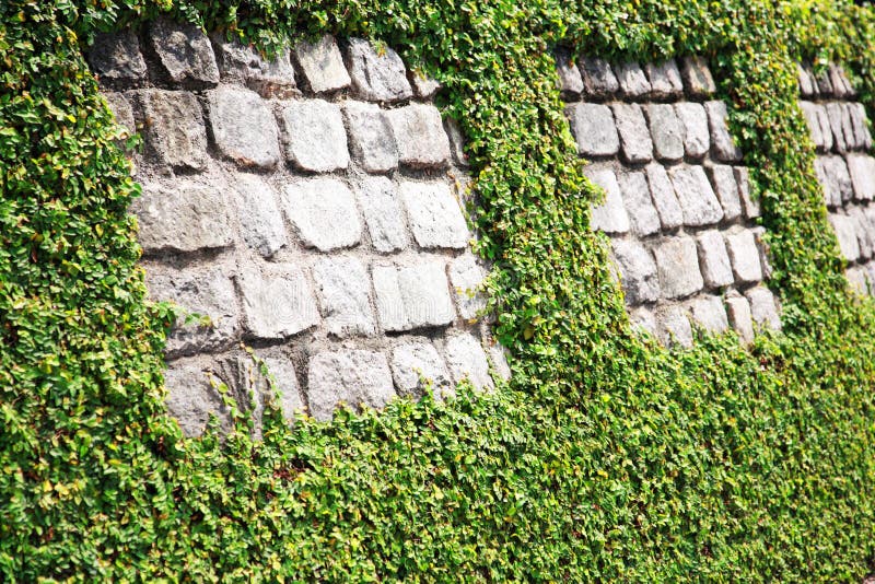 Stone wall with hedge stock image. Image of life, garden - 15274337