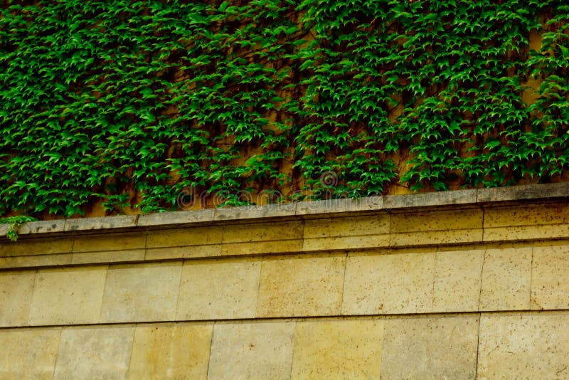 Weed Wallpaper Windows Stock Photos - Free & Royalty-Free Stock Photos ...