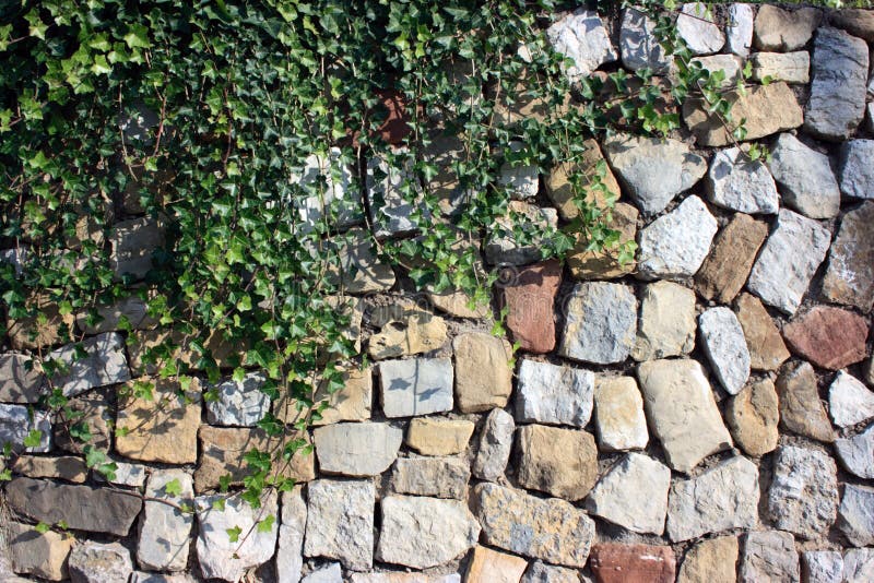 Stone Wall with Ivy stock image. Image of crawling, wall - 3399053
