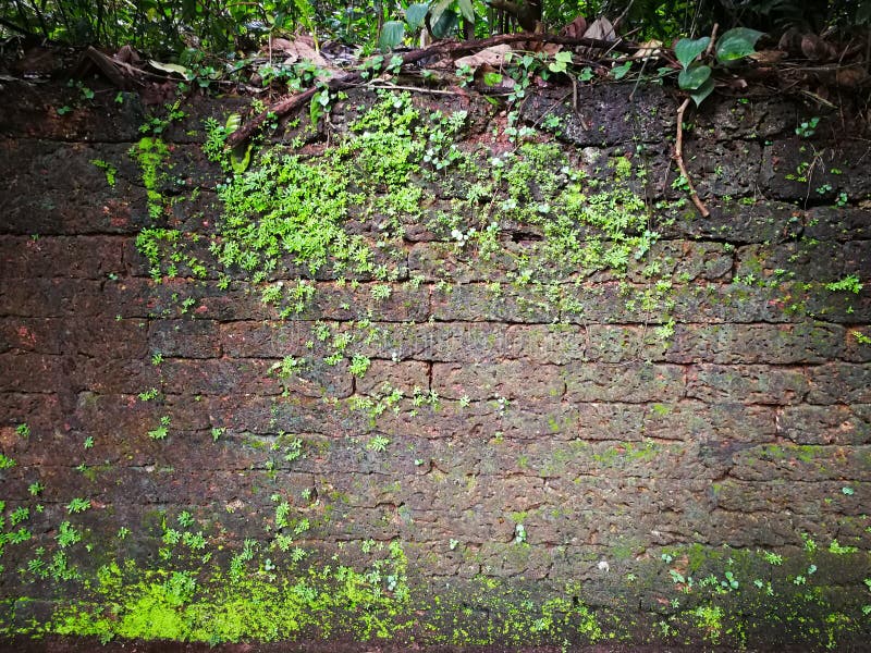 Stones stock image. Image of growing, stones, beautiful - 125848849