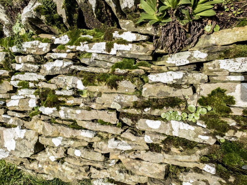 Stone wall with musk on it stock image. Image of construction - 138209815