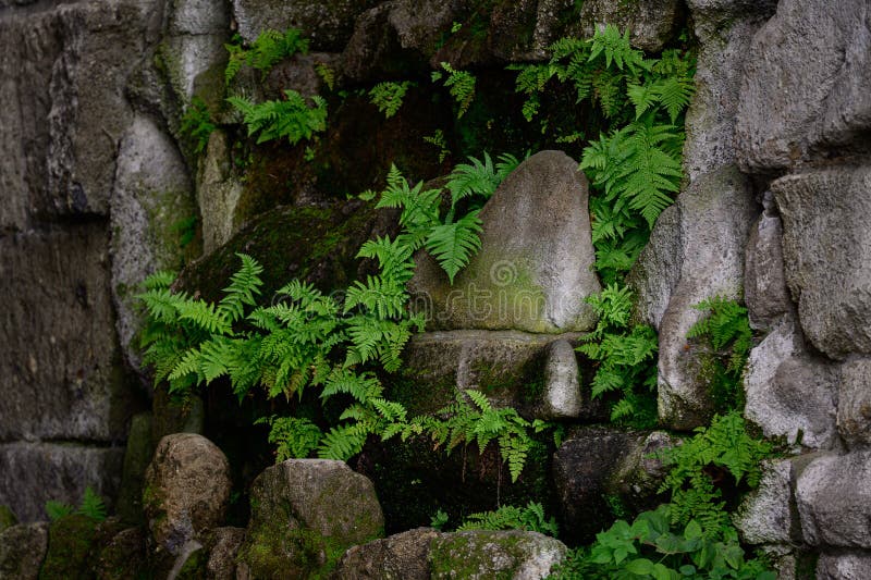 Stone Wall Overgrown with Ferns Stock Image - Image of ruins, green ...