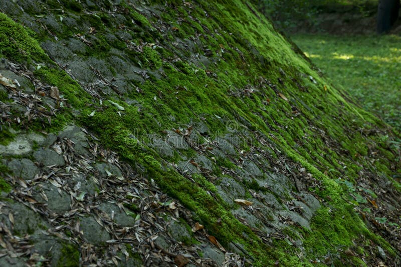 Stone Wall Overgrown with Green Moss Outdoors Stock Image - Image of ...