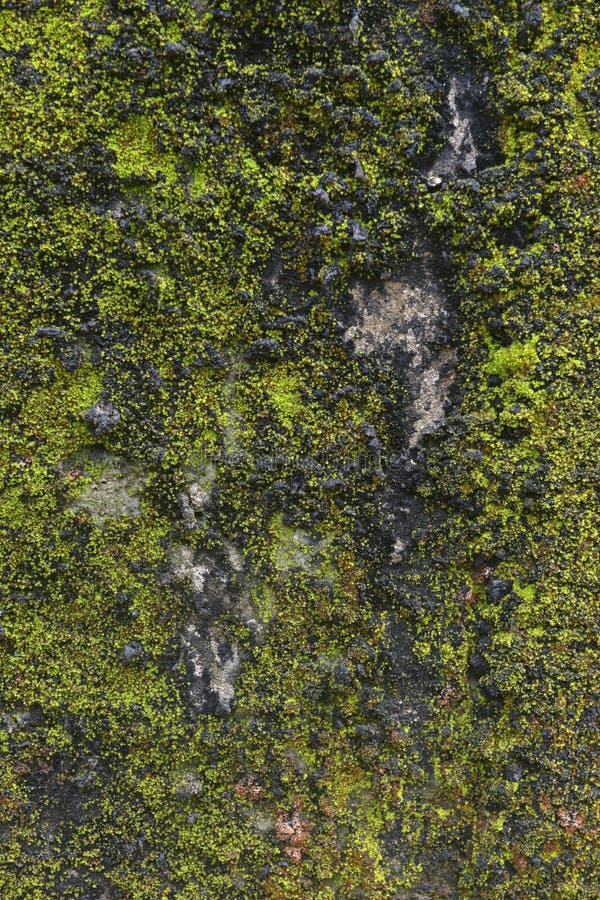 Stone Wall Overgrown with Moss Stock Image - Image of moss, architect ...