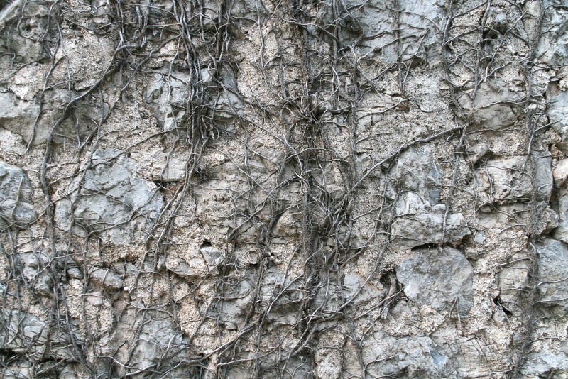 Stone Wall, Overgrown with Withered Ivy Stock Photo - Image of growth ...