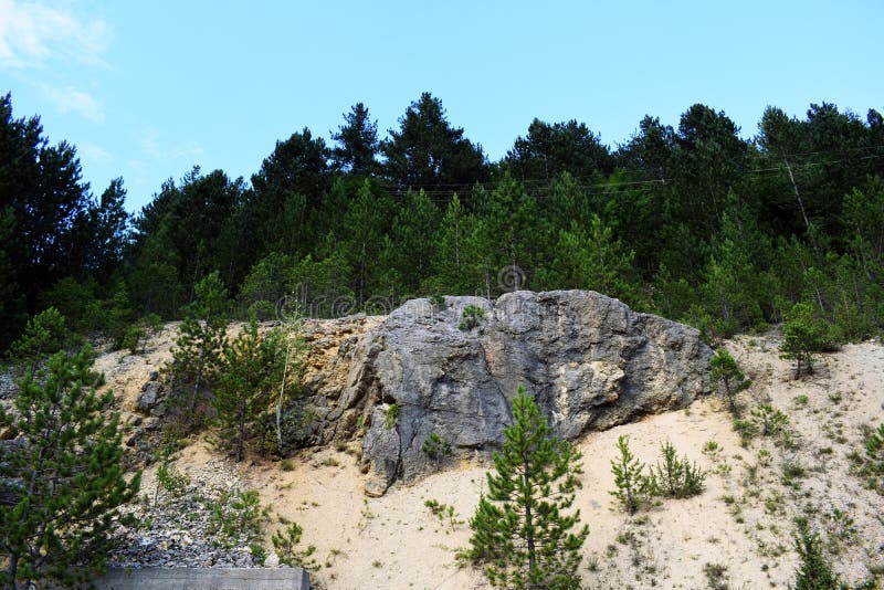 Stone Wall in the Pine Forest. Rocks in the Forest Stock Photo - Image ...