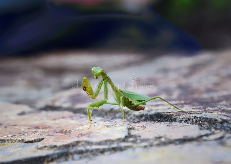 Stone Wall and the Praying Mantis Stock Image - Image of mantises ...