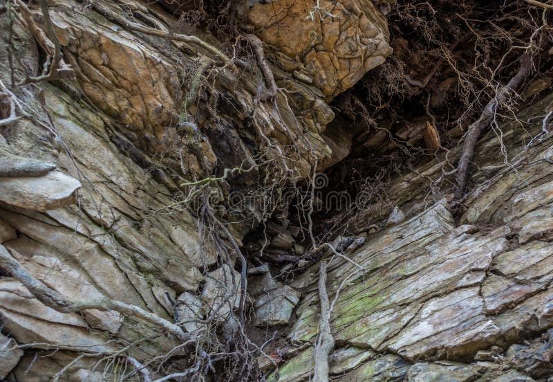 Stone Wall of Rock with Cracks Tree Roots Stock Photo - Image of ...