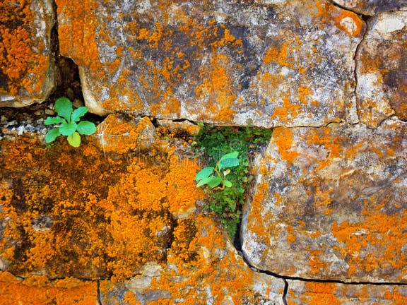 Stone Wall with Rust, Grunge Texture Stock Image - Image of background ...