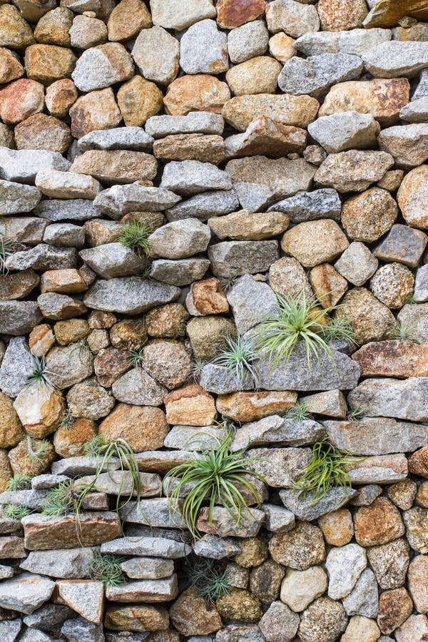 Stone Wall With Some Plants In Garden Stock Photo - Image of botanic ...