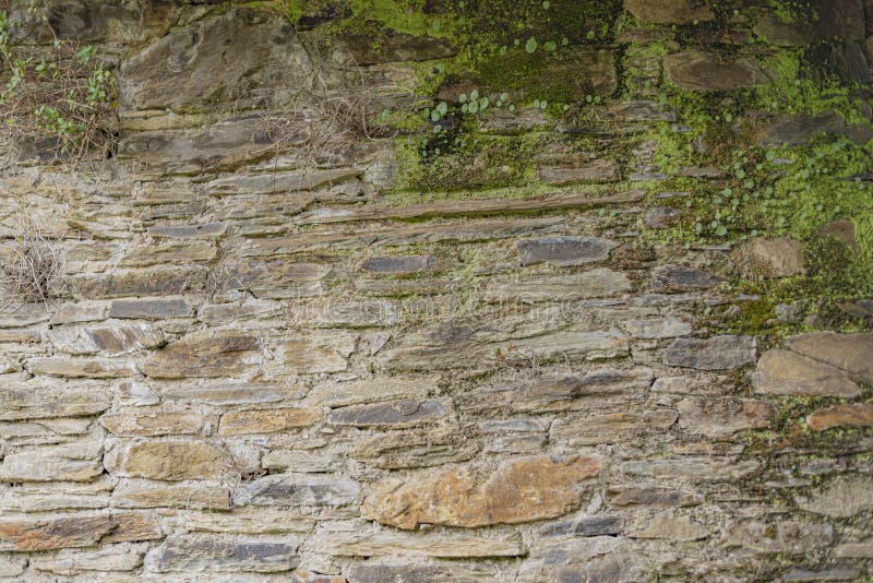 Stone Wall Texture with Vines Falling from the Top Stock Photo - Image ...