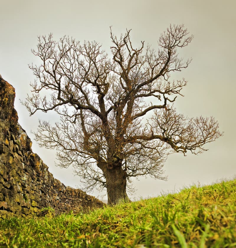 Stone wall and tree stock image. Image of bark, brown - 7805841