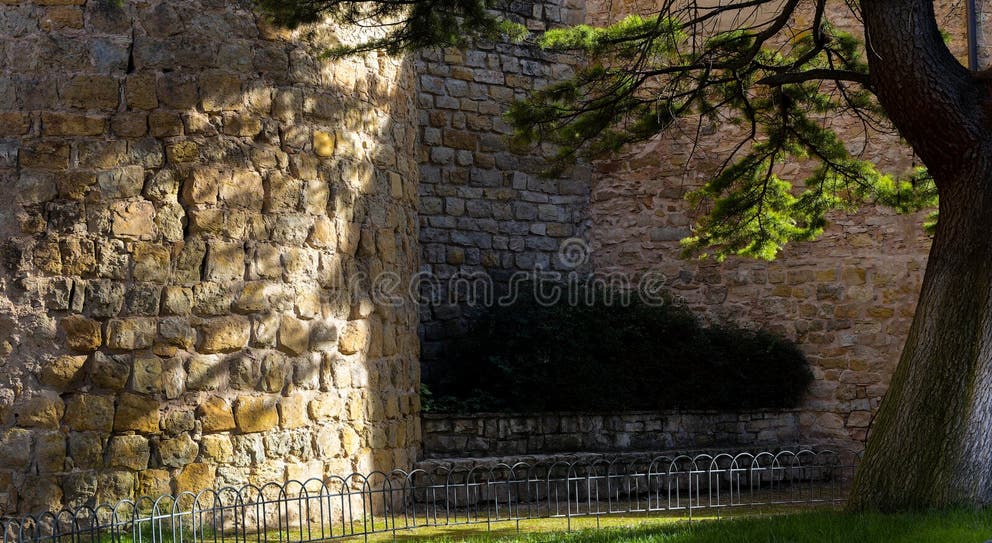 2,573 Tree Shadow Front View Stock Photos - Free & Royalty-Free Stock ...