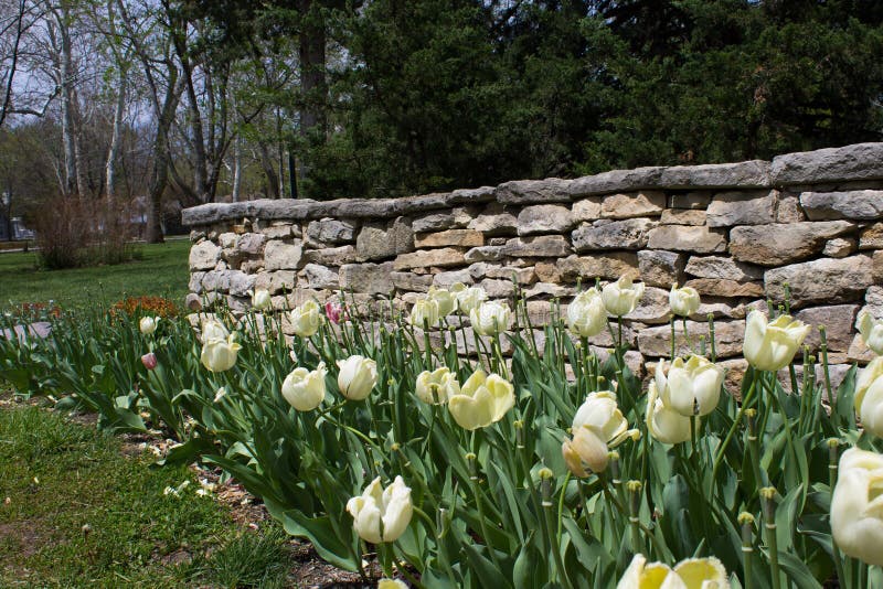 Stone Wall with White and Yellow Tulips Stock Photo - Image of ...
