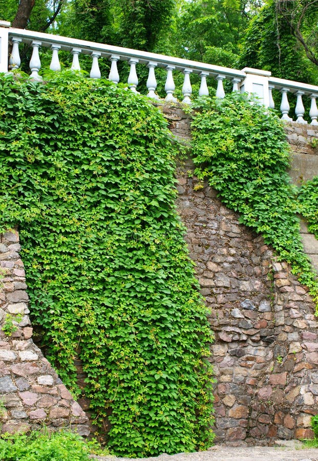Stone Wall with Wild Grapes Stock Photo - Image of isolated, barrier ...