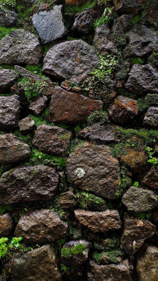 Stone wall with wild moss stock image. Image of moss - 304403581