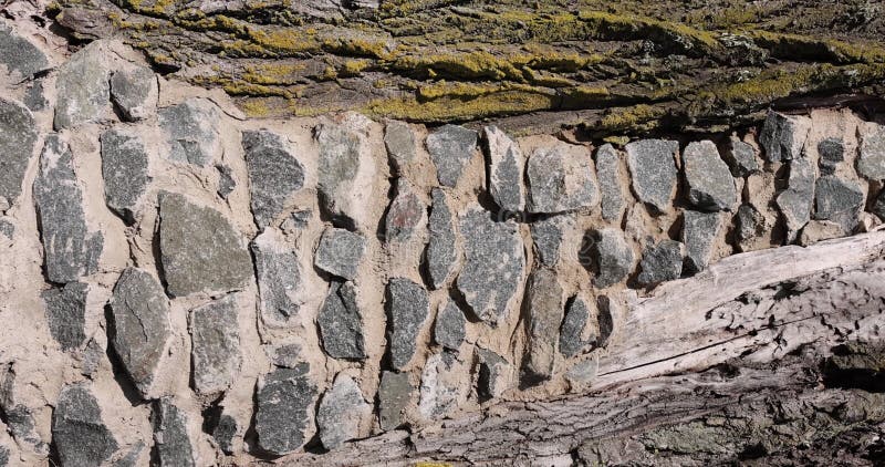 A Stone-walled Trunk of an Old Tree Stock Footage - Video of combined ...